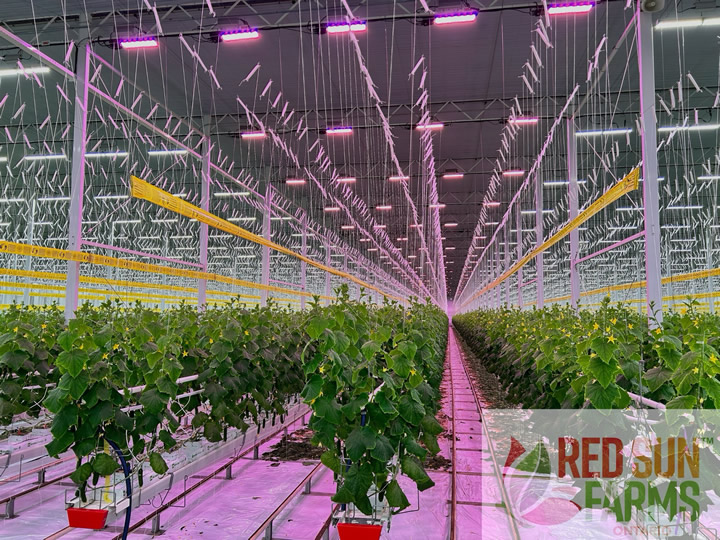 RED SUN FARMS ONTARIO TESTS SOLLUM AND THE BENEFITS OF FAR-RED LIGHTING ...
